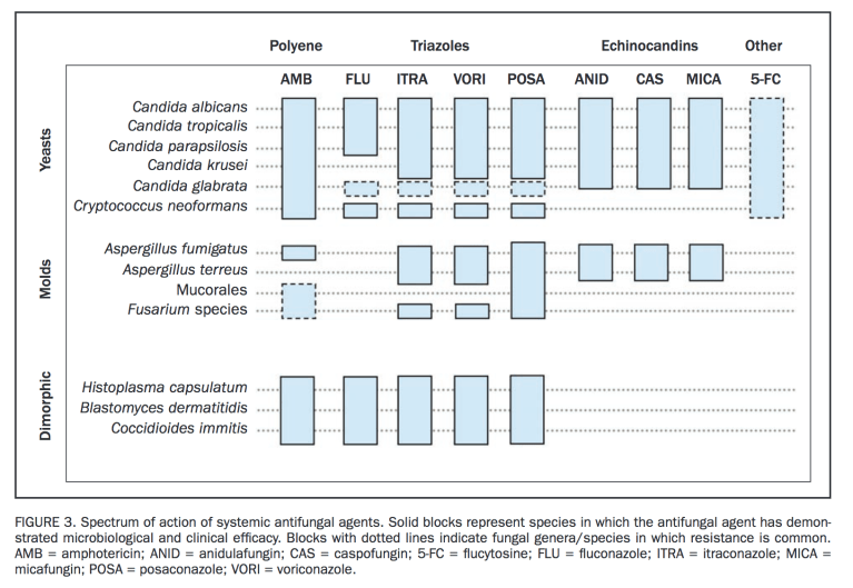 Antimicrobials: spectrum of activity | FOAMid